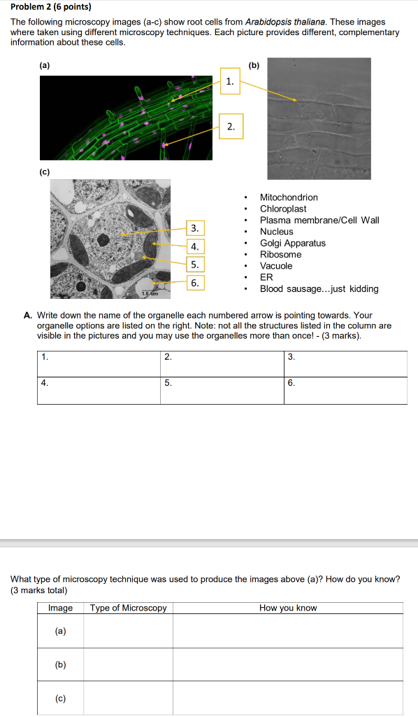 Solved Problem 2 (6 points) The following microscopy images | Chegg.com