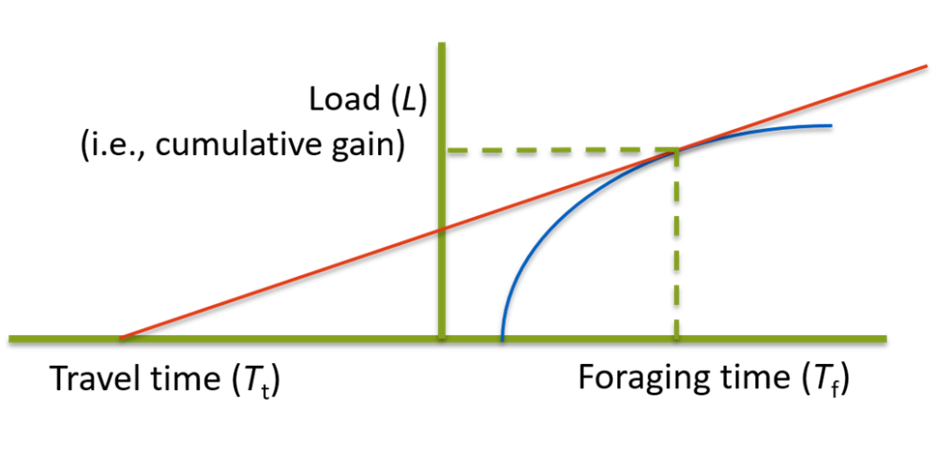 Solved The marginal value theorem (MVT), represented | Chegg.com
