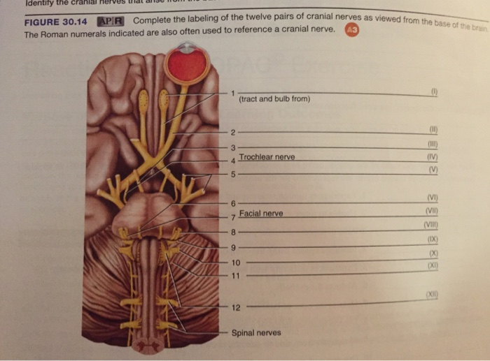 Solved Complete the labeling of the twelve pairs of cranial | Chegg.com