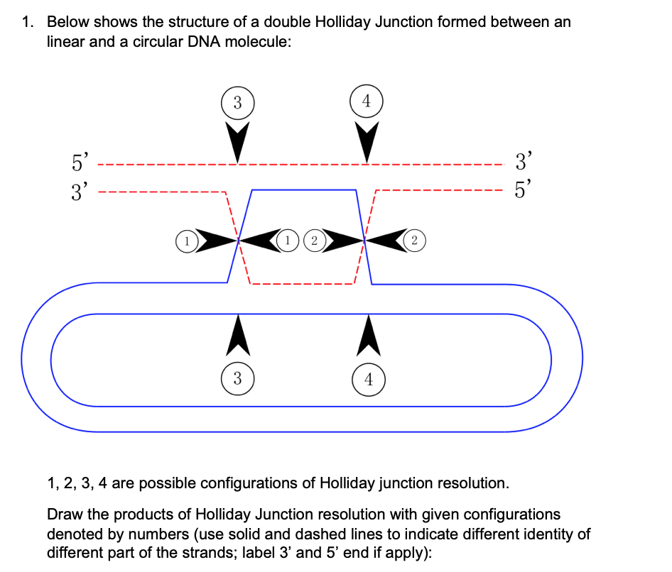 Below shows the structure of a double Holliday | Chegg.com
