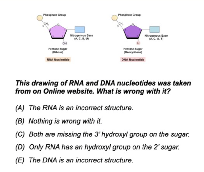 Rna Nucleotides Vs Dna Nucleotides