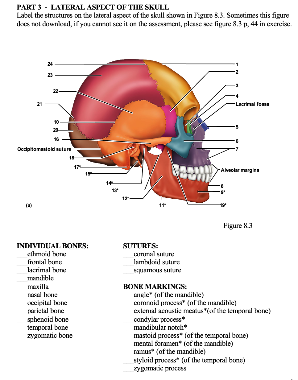 Solved PART 3 - LATERAL ASPECT OF THE SKULL Label the | Chegg.com