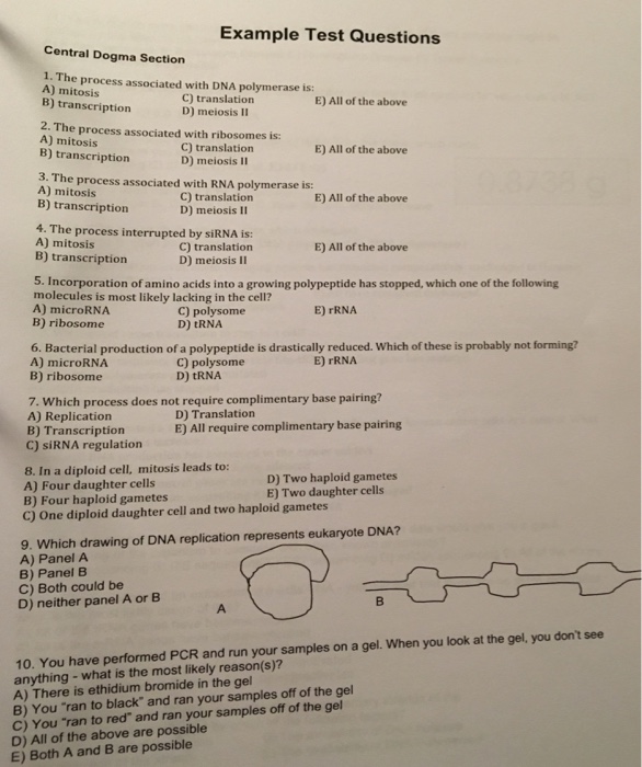 Solved Example Test Questions Central Dogma Section 1. The | Chegg.com