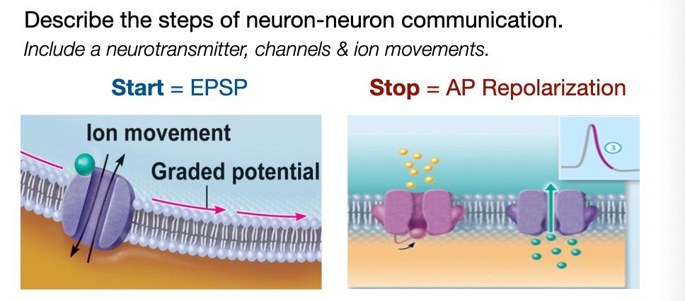 Solved Describe the steps of neuron-neuron communication. | Chegg.com