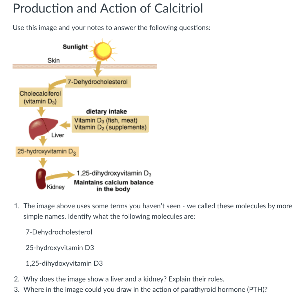 Solved Production and Action of Calcitriol Use this image | Chegg.com