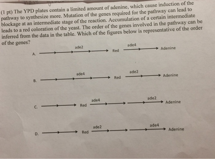 (1 pt) The YPD plates contain a limited amount of | Chegg.com