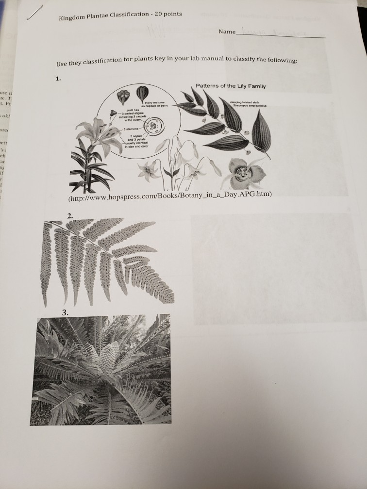 Solved Kingdom Plantae Classification - 20 points Name_ | Chegg.com
