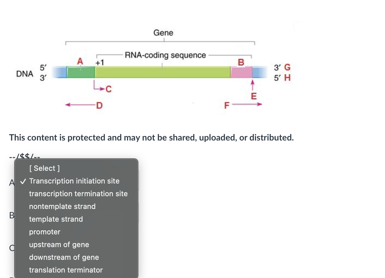Solved Match A to H[Select ]A ﻿Transcription initiation | Chegg.com