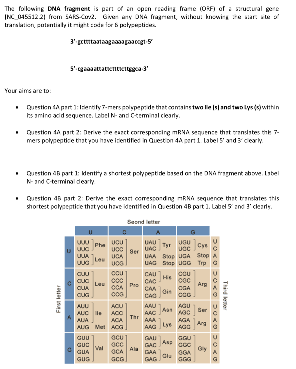 The following DNA fragment is part of an open reading | Chegg.com
