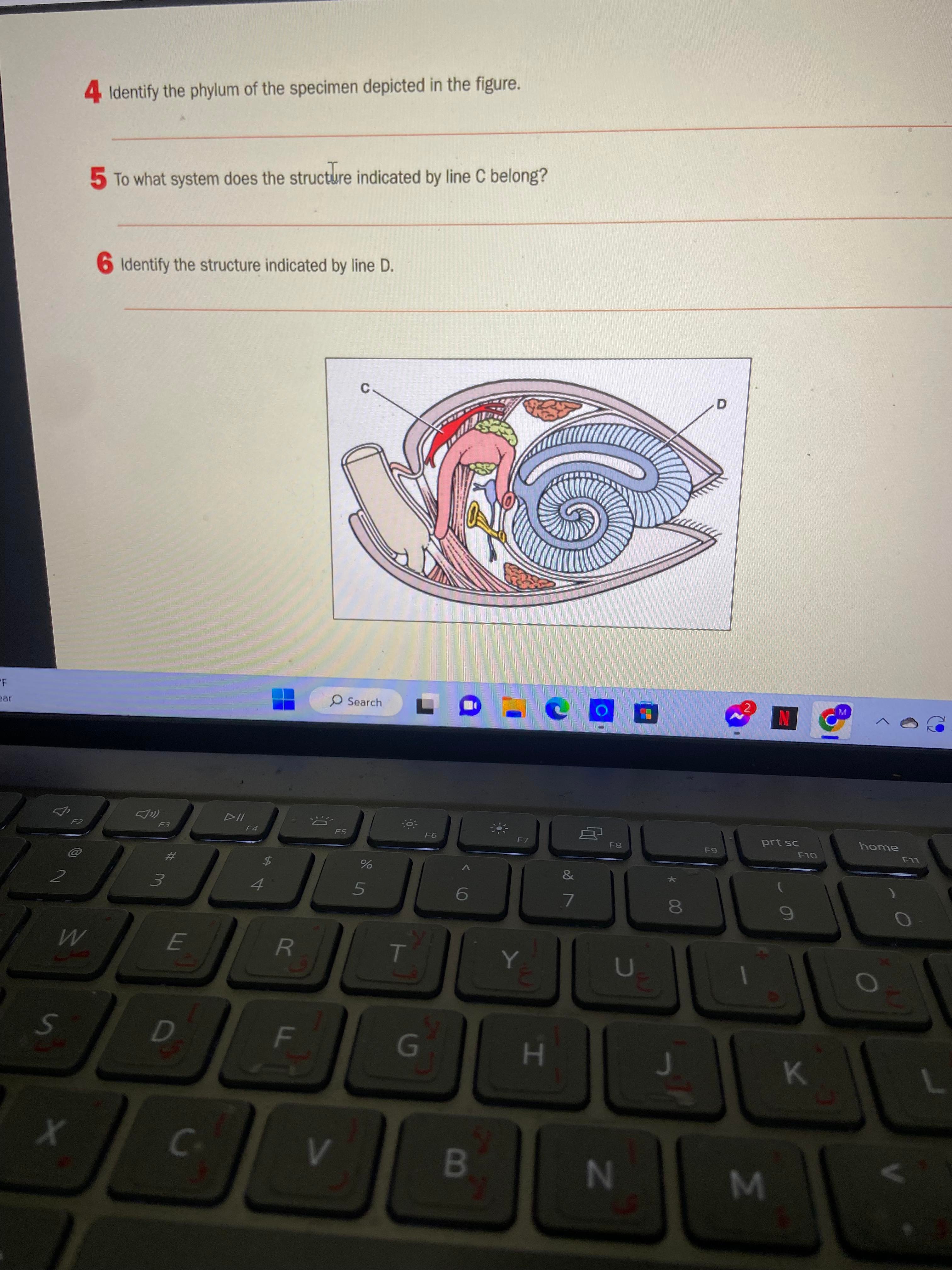 Solved Identify the phylum of the specimen depicted in the | Chegg.com Solved Identify the phylum of the specimen depicted in the | Chegg.com