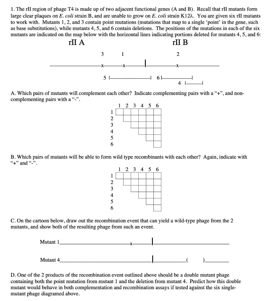 1. The rII region of phage T4 is made up of two | Chegg.com