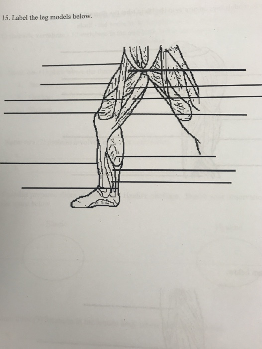 Solved 15. Label the leg models below. | Chegg.com