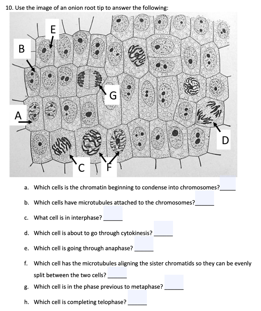 Solved 1. (L01) How do bacteria divide 2. (L01) Explain two | Chegg.com