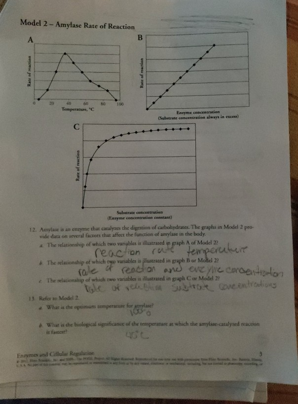 Solved Model 2 - Amylase Rate of Reaction Rate of reaction | Chegg.com