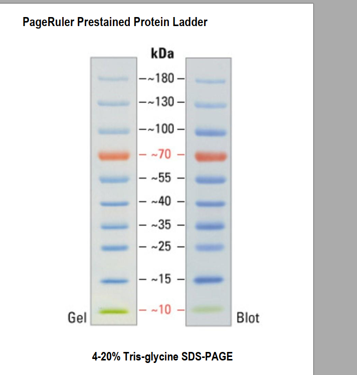 Solved PageRuler Prestained Protein Ladder Gel ||| kDa | Chegg.com
