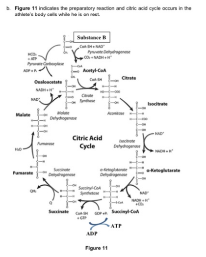 Solved Figure 11 indicates the preparatory reaction and | Chegg.com