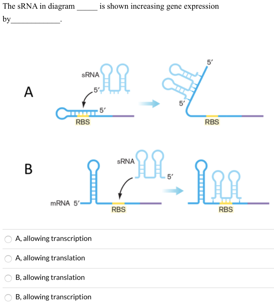 Solved is shown increasing gene expression The sRNA in | Chegg.com