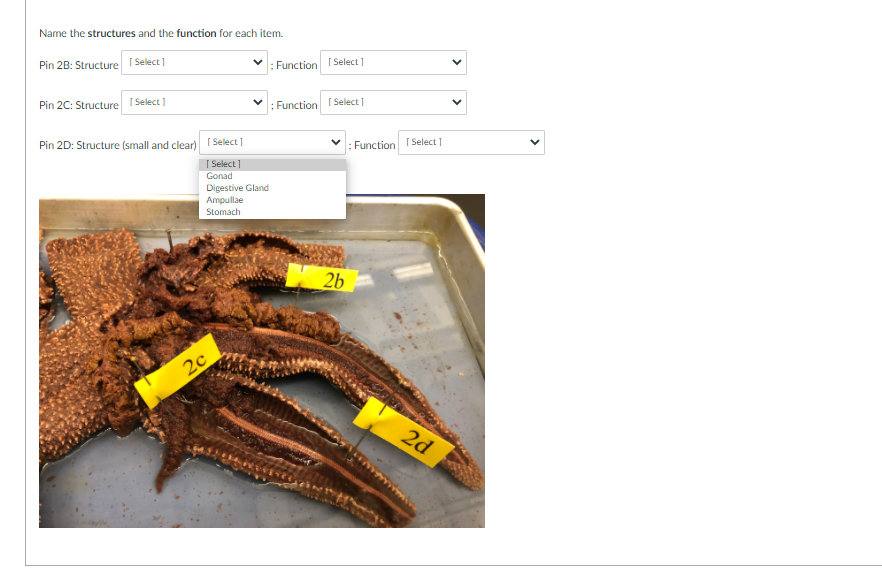 Solved Name the structures and the function for each item. | Chegg.com