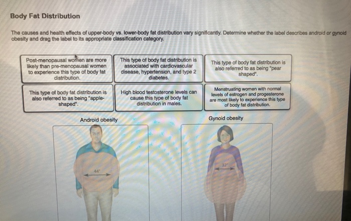 Solved Body Fat Distribution The causes and health effects | Chegg.com