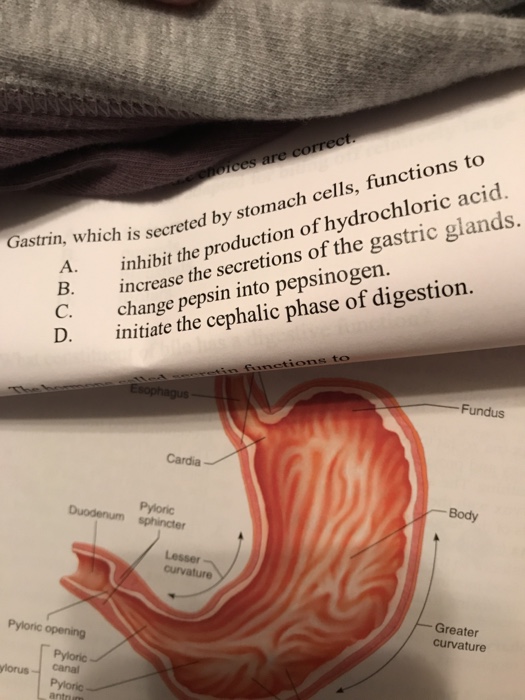 Solved is secreted by stomach cells, functions to inhibit | Chegg.com