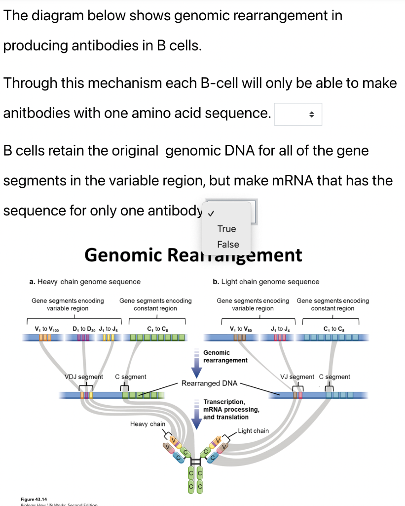 Solved The diagram below shows genomic rearrangement in | Chegg.com