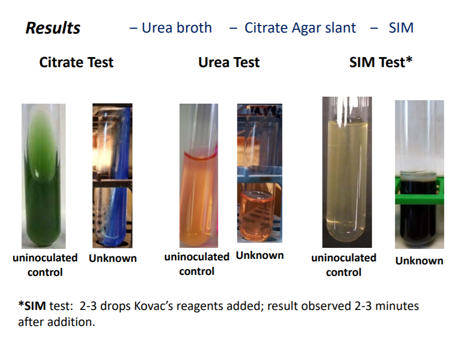 Solved Identification of the Gram-negative Isolate SIM Agar | Chegg.com