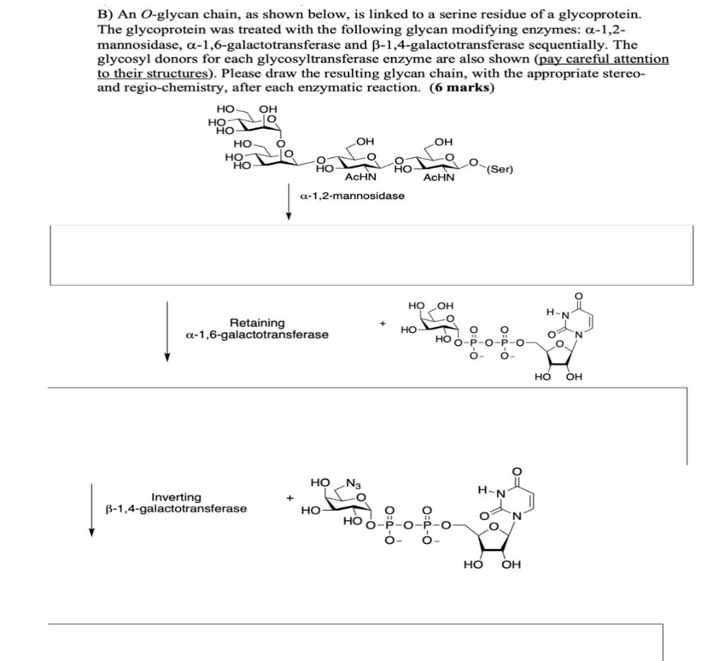 Solved B) An O-glycan chain, as shown below, is linked to a | Chegg.com Solved B) An O-glycan chain, as shown below, is linked to a | Chegg.com