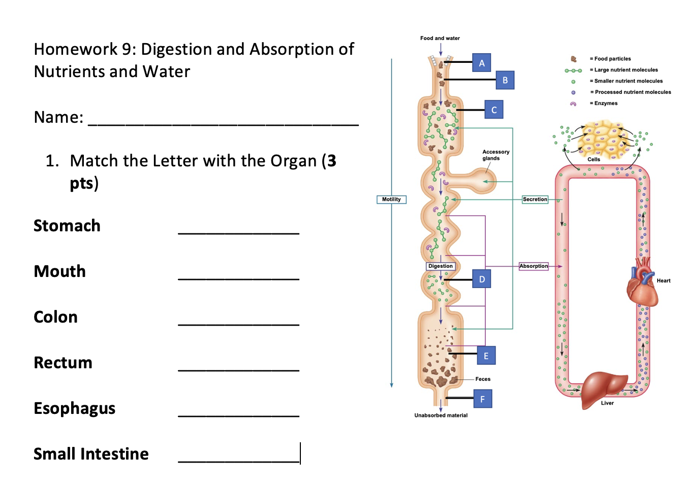 [Solved]: Homework 9: Digestion and Absorption of Nutrient