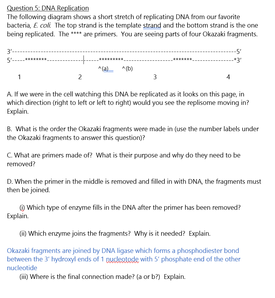 Solved Question 5: DNA Replication The following diagram | Chegg.com