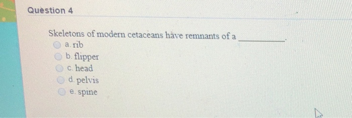 Solved Question 4 Skeletons of modern cetaceans have | Chegg.com