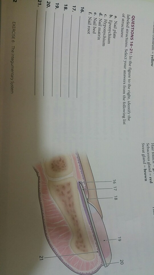 Solved mull Lorneum = yellow Hair follicit Sebaceous gland = | Chegg.com
