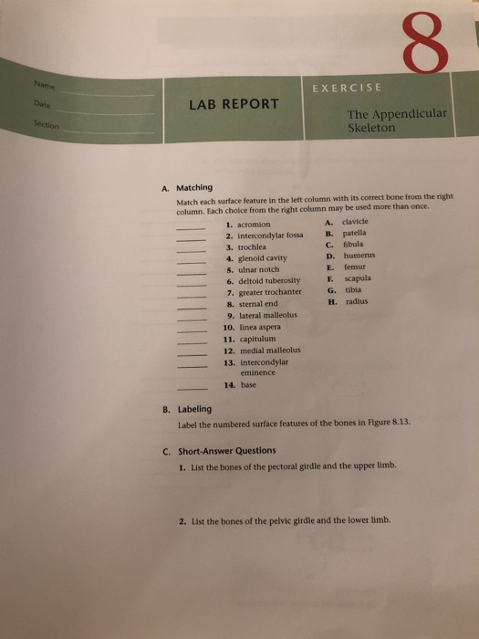 Solved 8 EXERCISE Date LAB REPORT The Appendicular Skeleton | Chegg.com