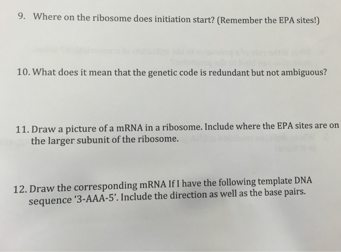 Solved Where on the ribosome does initiation start? | Chegg.com