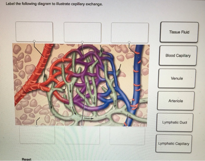 Solved Label the following diagram to illustrate capillary | Chegg.com