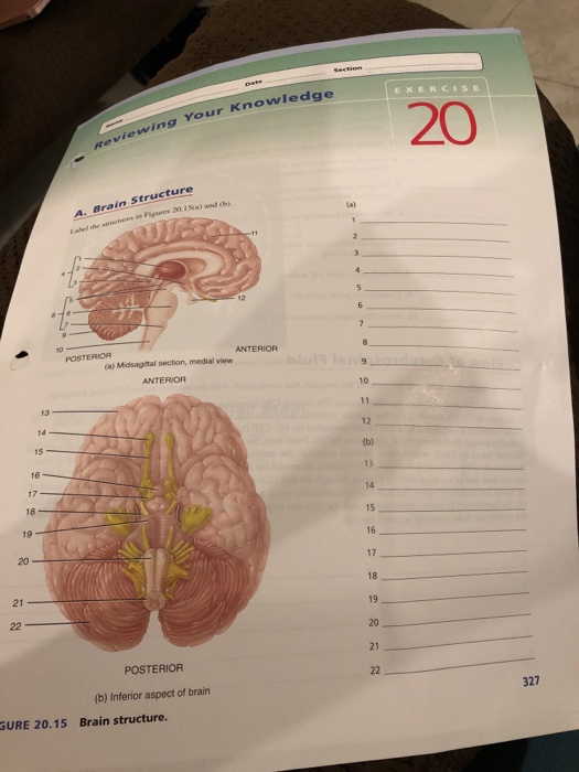 Solved EXERCISE 20 Reviewing Your Kno A. Brain Structure n | Chegg.com