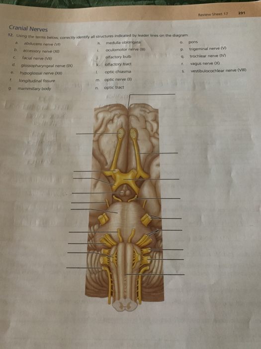 Solved Review Sheet 17291 Cranial Nerves 12. Using the terms | Chegg.com