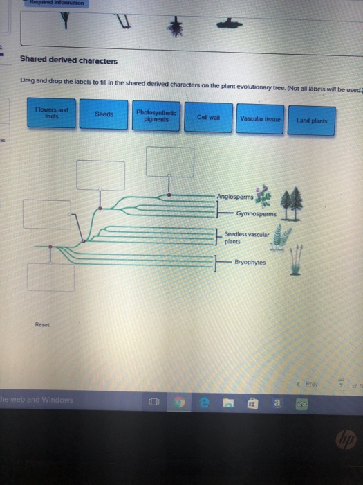Solved Shared derived characters Drag and drop the labels to | Chegg.com