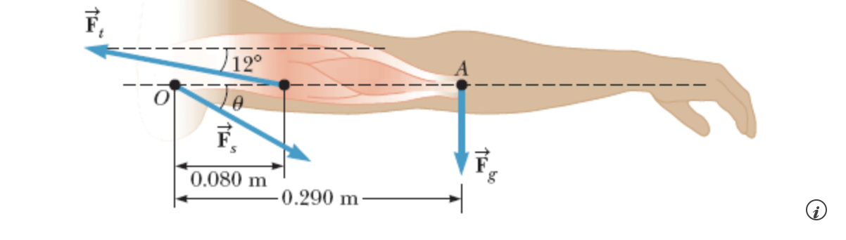 Solved The arm in the figure below weighs 41.0 N. The force | Chegg.com