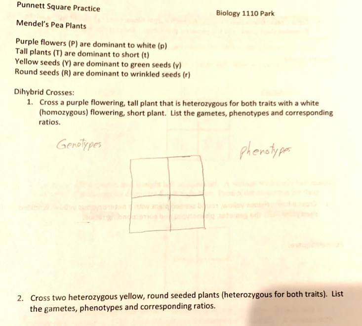 Solved Punnett Square Practice Biology 1110 Park Mendel's | Chegg.com