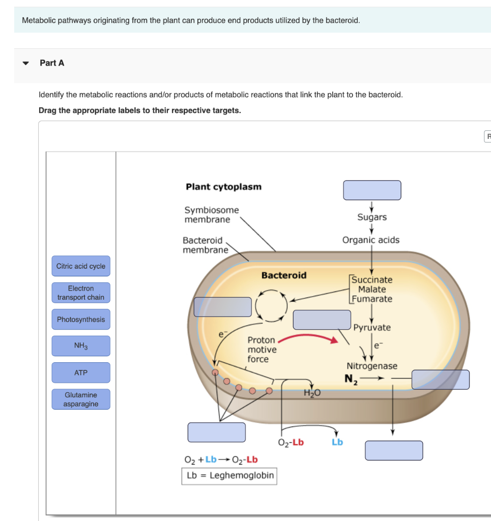 Solved Metabolic pathways originating from the plant can | Chegg.com