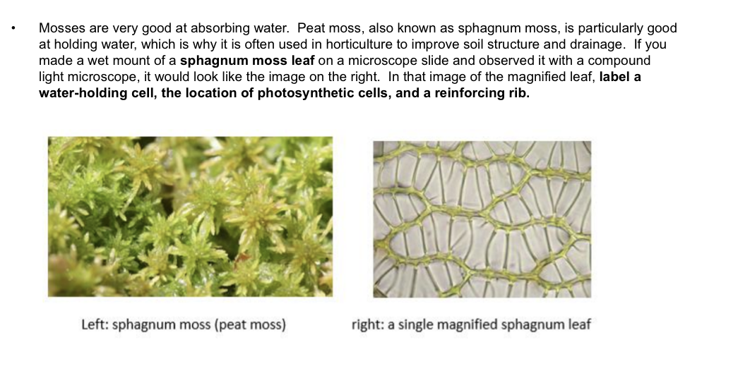 Mosses are very good at absorbing water. Peat moss, | Chegg.com