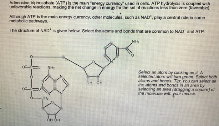 Solved Adenosine triphosphate (ATP) is the main "energy | Chegg.com