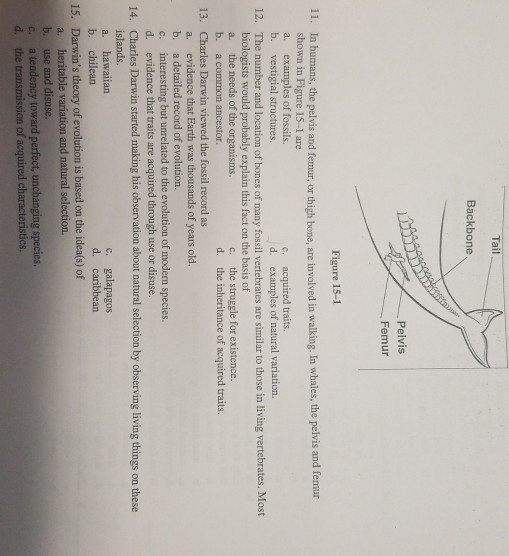 Solved Tail Backbone Pelvis Femur Figure 15-1 11. In humans, | Chegg.com