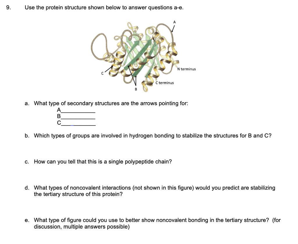 Solved 9. Use the protein structure shown below to answer | Chegg.com