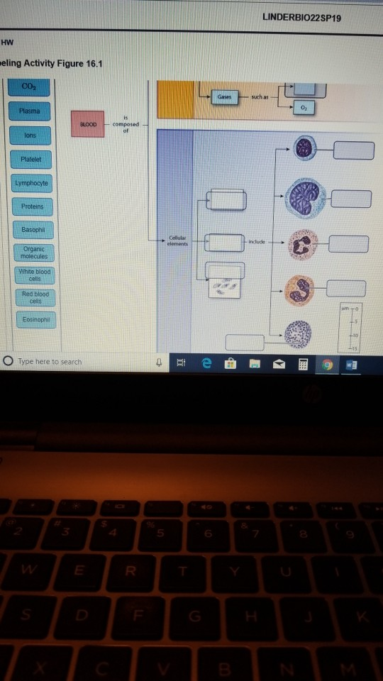 Solved LINDERBI022SP19 | Chegg.com
