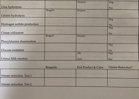 Solved Enzyme Neg Urea hydrolysis Pos Reagent Enzyme Gelatin | Chegg.com