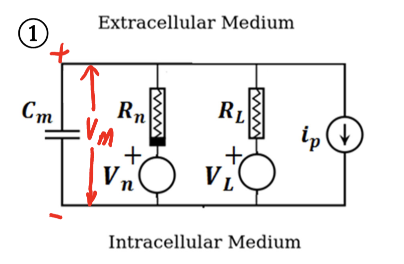 Solved Model how action potentials in neurons are initiated | Chegg.com