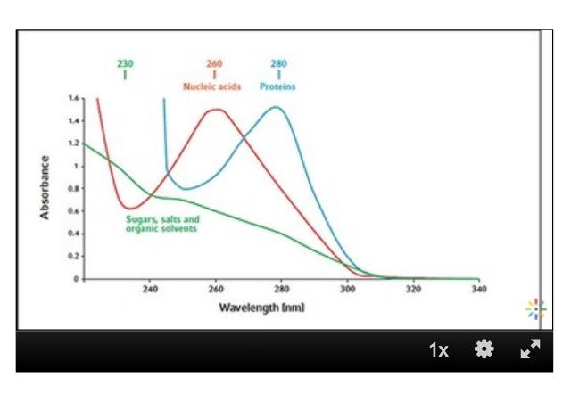 Solved Based on the above absorbance spectra of Proteins and | Chegg.com