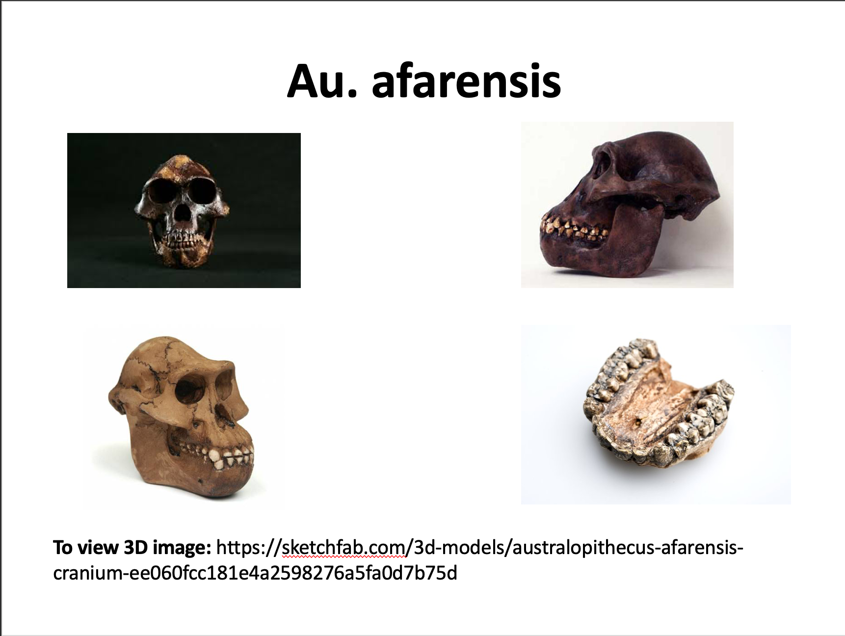 Solved | Station 3 (Slides 4,8,9 and 10). Australopithecus | Chegg.com