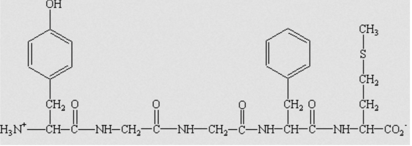 Solved The image shown above depicts a small polypeptide | Chegg.com